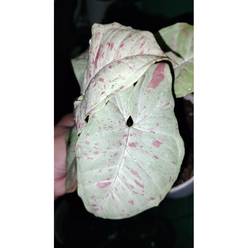 SYNGONIUM MILK CONFETTI TABLE TOP DISPLAY | Shopee Philippines