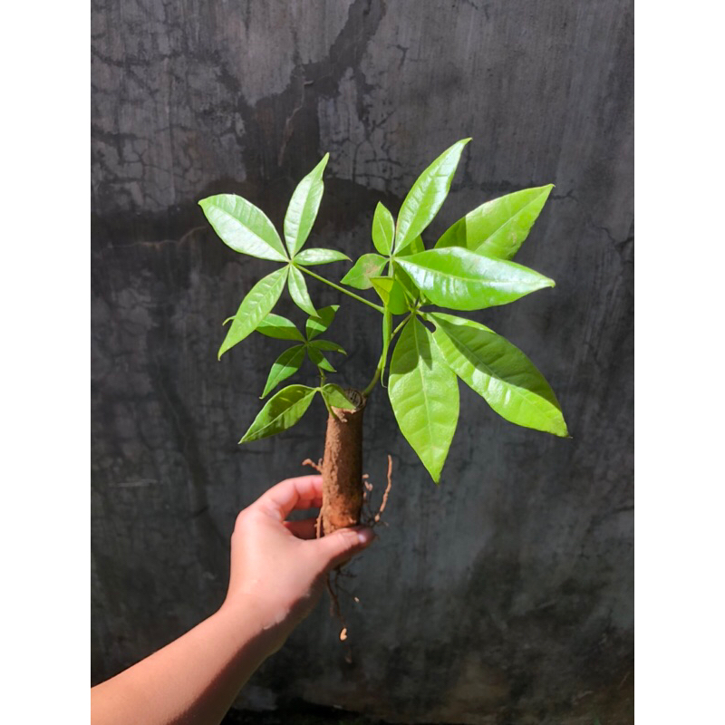Moneytree bonsai (pampaswerte) | Shopee Philippines