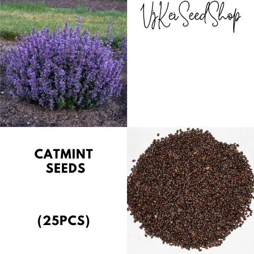 Catmint Seeds (25pcs) | Shopee Philippines