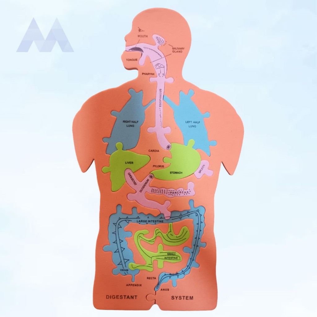 Science Detachable Digestive System Foam Removable Puzzle Kids Play ...