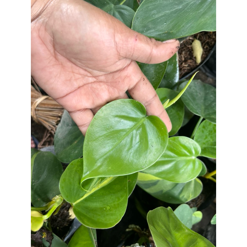 PHILODENDRON HEART LEAF POTHOS (5-6 leaves) ALIVE PLANT | Shopee ...
