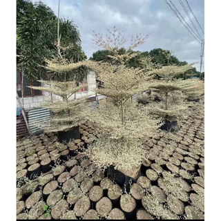african talisay plants - Best Prices and Online Promos - Feb 2025 ...