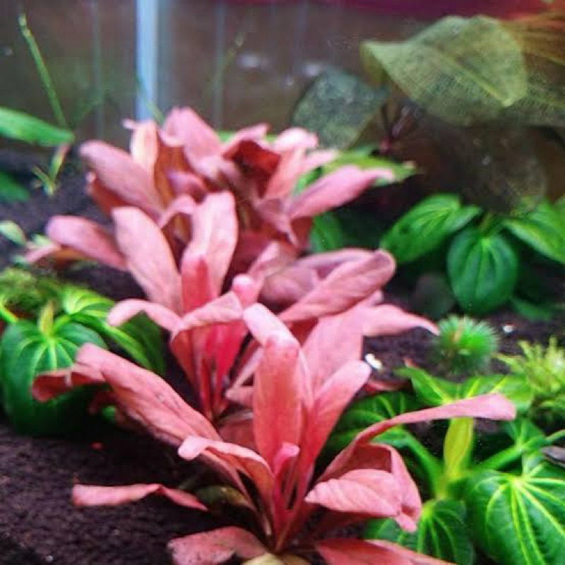 SAMOLUS PARVIFLORUS RED (1 pc rhizome) midtech aquatic plant | Shopee ...