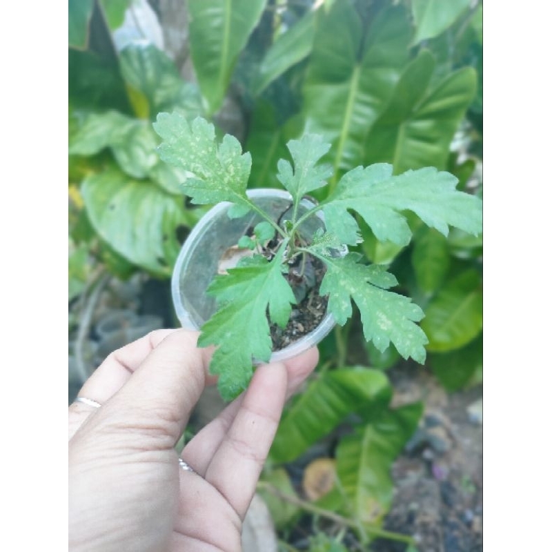 Damong Maria (live plant) | Shopee Philippines