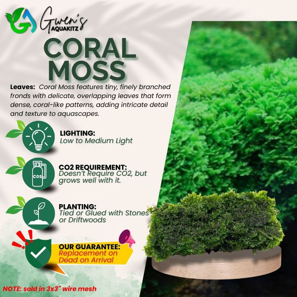CORAL MOSS / RICCARDIA (in 3x3" Mesh) by Gwen's Aquakitz - Low Tech ...