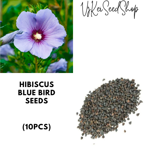 Hibiscus Blue Bird Seeds (10pcs) | Shopee Philippines