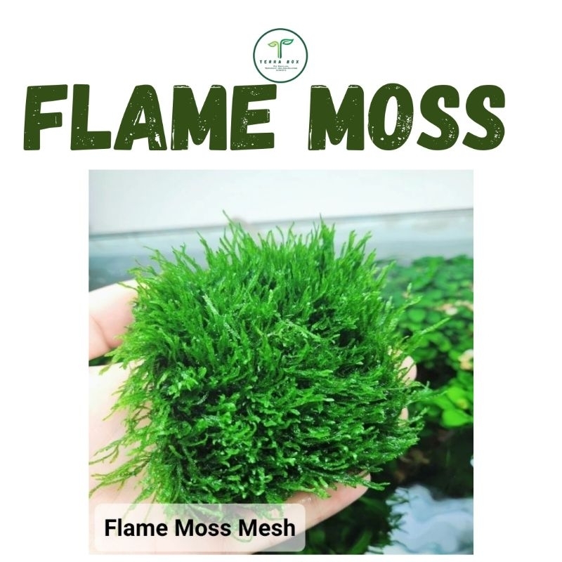FLAME MOSS FOR YOUR AQUARIUM AND AQUASCAPE | Shopee Philippines