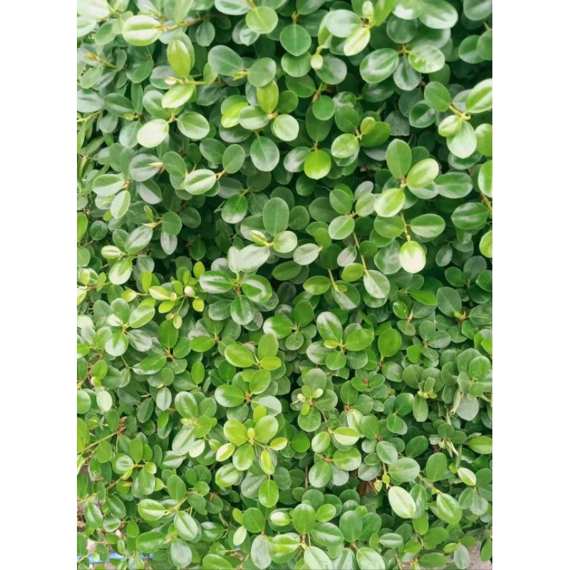 MONEY TREE FICUS VARIETY LUCKY PLANTS | Rooted plant | QueenC plants ...