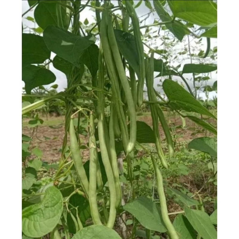 Baguio Beans Seeds Certified Seeds for Planting | Shopee Philippines