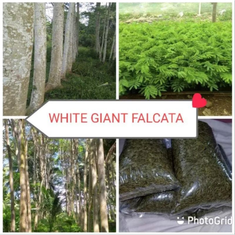 Falcata tree seeds ( 1 kilo ) | Shopee Philippines