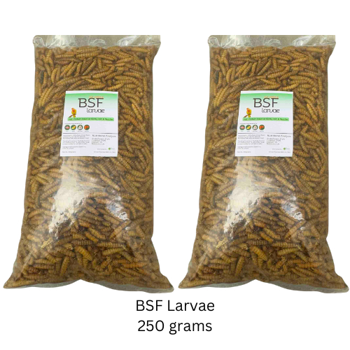 Black Soldier Fly Larvae Dried, Fish Food, Bird Food, Hamster Food, and ...