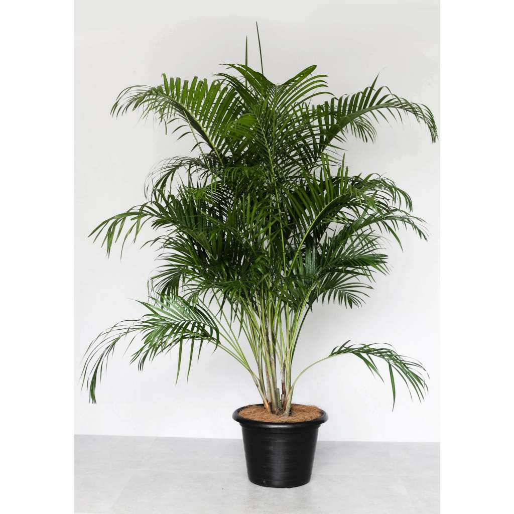 Palmera Tree Live Plant (Areca Palm) | Shopee Philippines