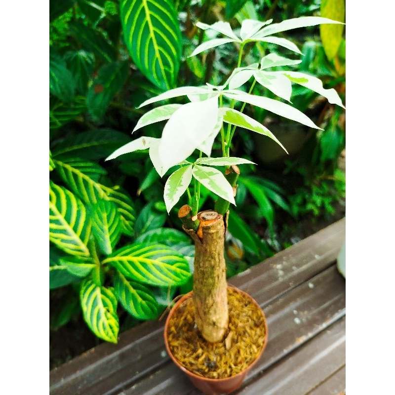 albo variegated money tree (double graft) | Shopee Philippines