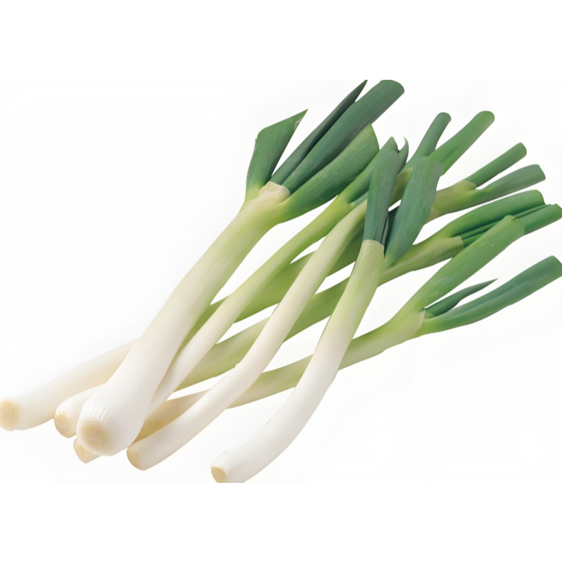 Chinese Scallion Dahong Sibuyas Vegetable Seeds ( 1000 seeds ) - Basic ...