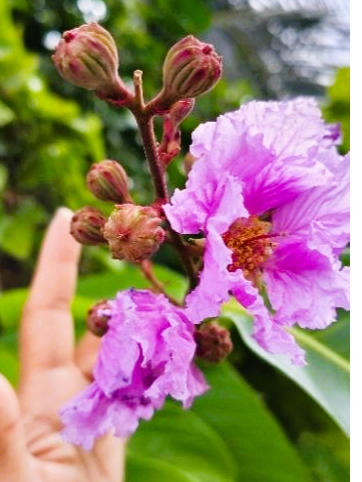 Red/ Purple Banaba Flowering Tree Seedlings | Shopee Philippines