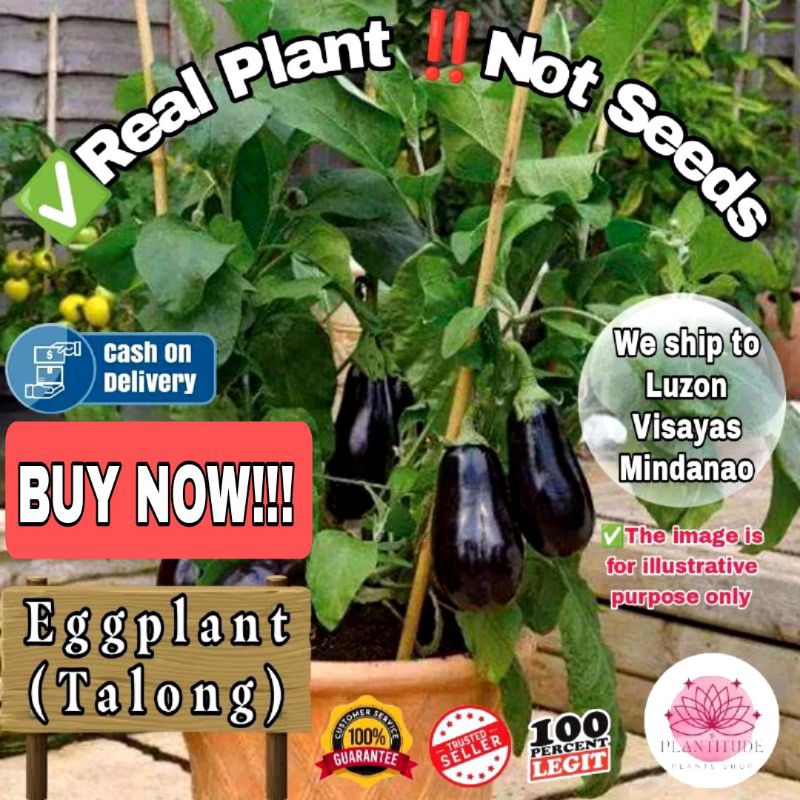 Eggplant Talong Seedling Live Plant | Shopee Philippines