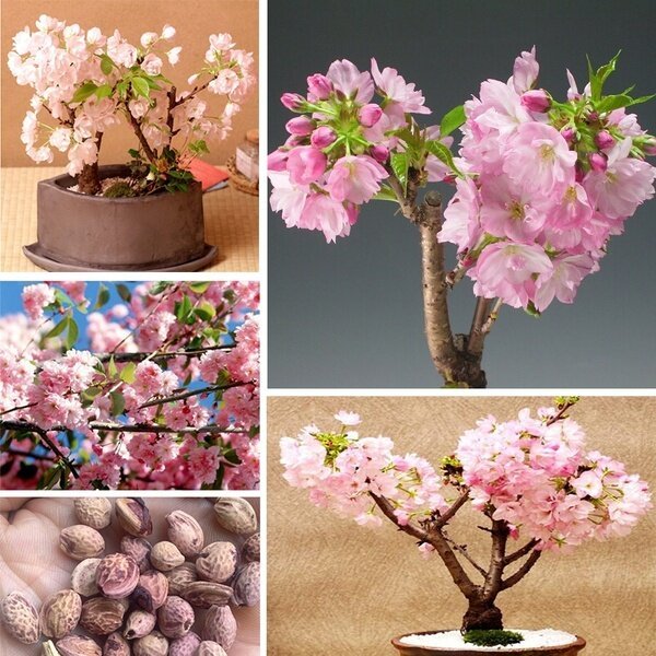 Japanese Sakura Seeds (Fresh 20pcs Seeds) Dwarf Sakura Blossom Tree ...