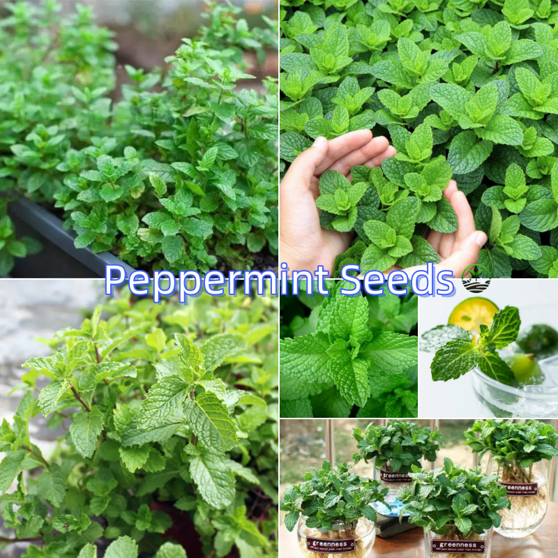 2000PCS Edible Mint Seeds Herbs Seeds for Planting Peppermint Seeds for Gardening Bonsai Seeds ...