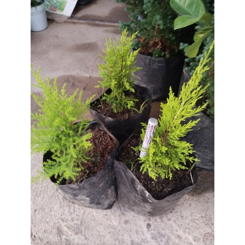 Lemon pine small size | Shopee Philippines