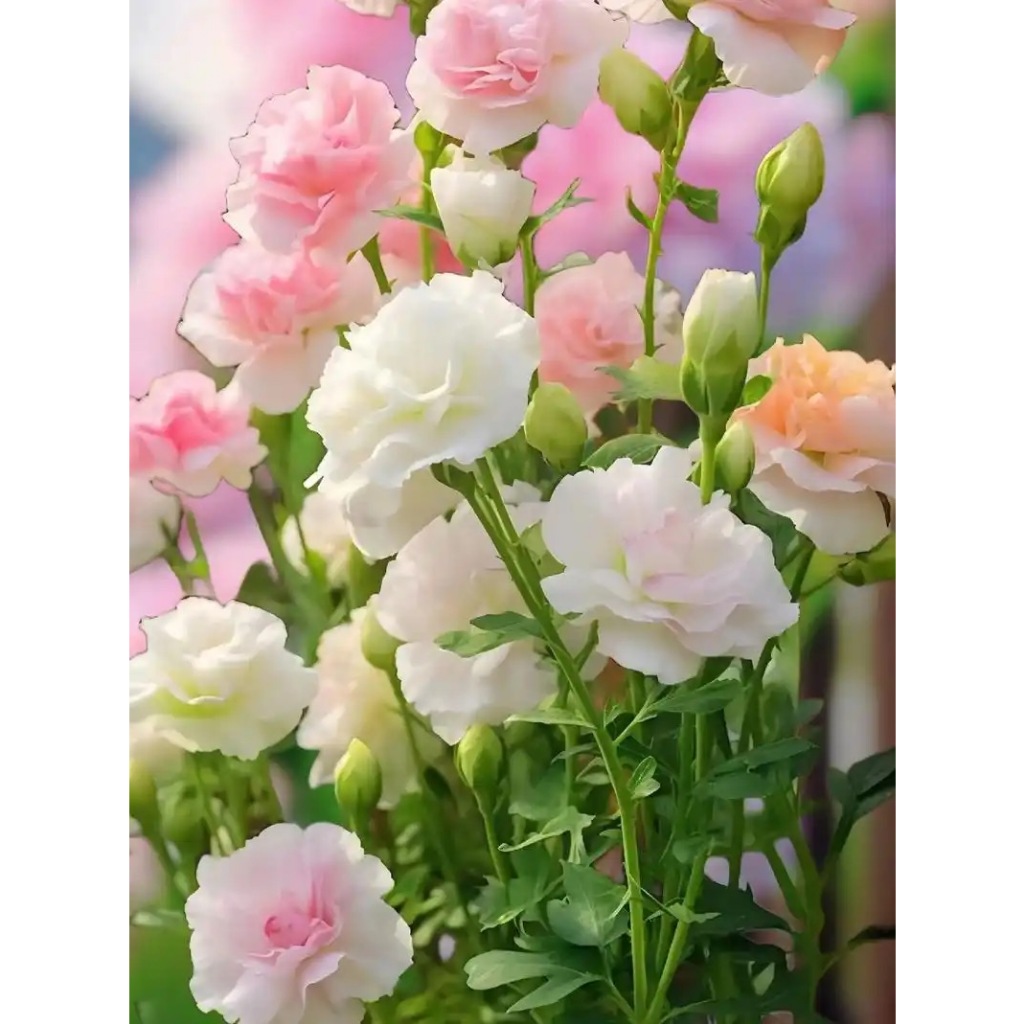 Eustoma Grandiflorum Mixed Color Flower Seeds-Lisianthus Seeds/(50seeds ...