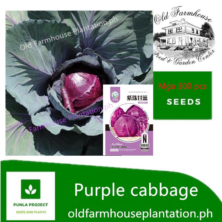 Purple Cabbage Repolyo Variety Vegetable Seeds ( 300 seeds ) | Shopee ...