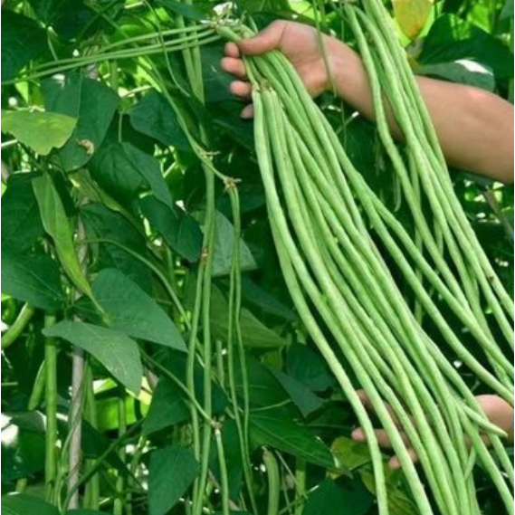 POLE SITAW SEEDS - POLE SITAO SEEDS (20seed) Vegetable Seeds | Shopee ...