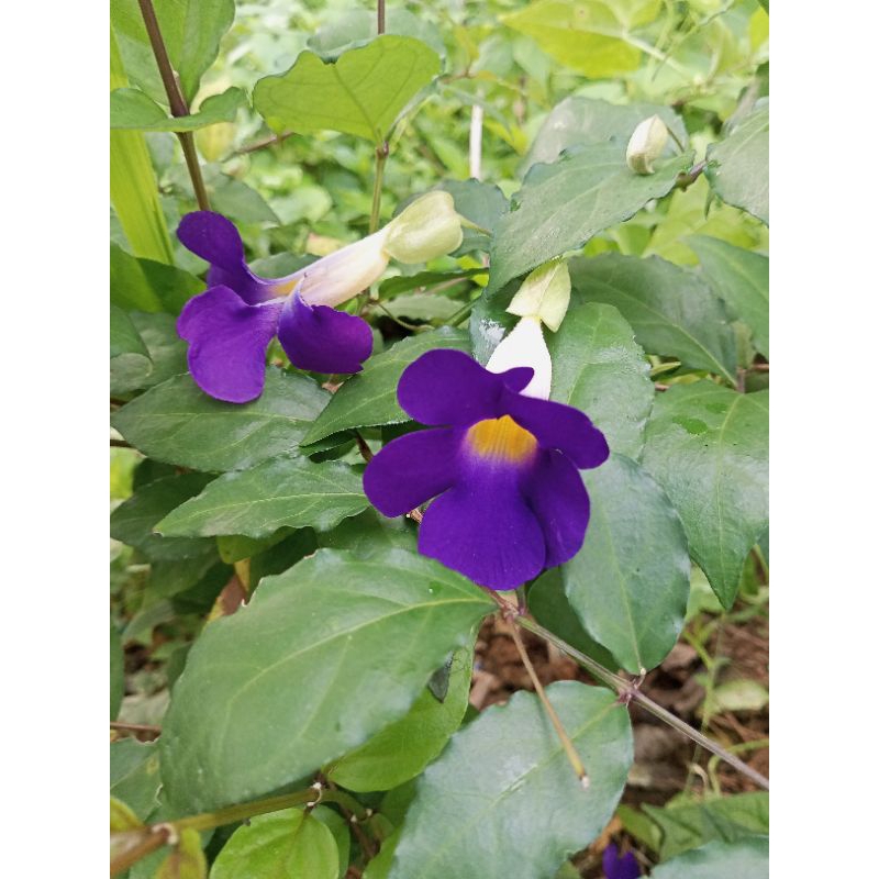 BUSH CLOCK VINE/THUNBERGIA ERECTA/LIVE PLANT | Shopee Philippines