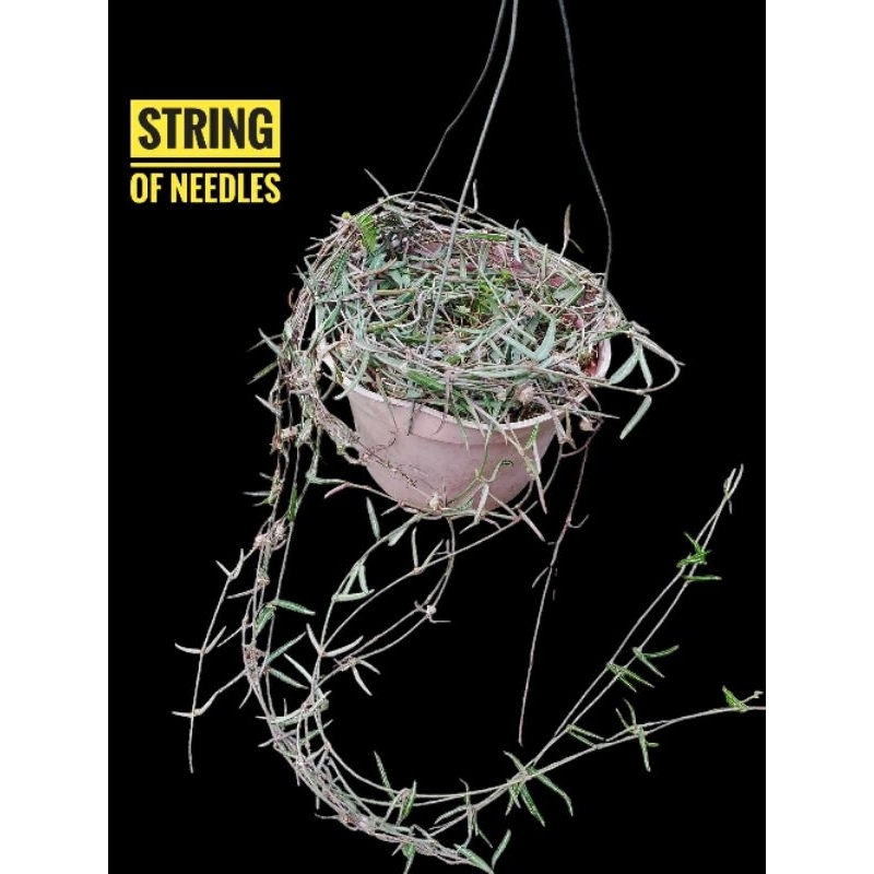 RARE STRING OF NEEDLES AND STRING OF MINI STAR BUNDLE SALE | Shopee ...