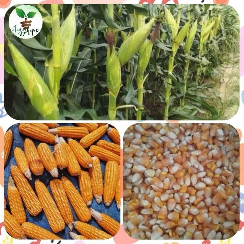 Mais Yellow Corn seeds Binhi/ Ginagawang Feeds dekalb/Pioneer/NK6410 ...