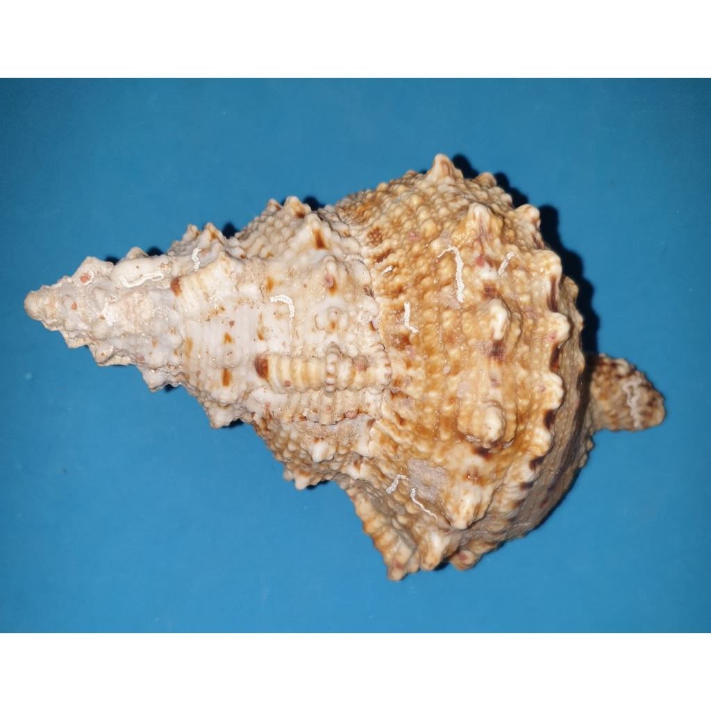 TUTUFA BUBO. Giant Frog Shell. Full Data. | Shopee Philippines