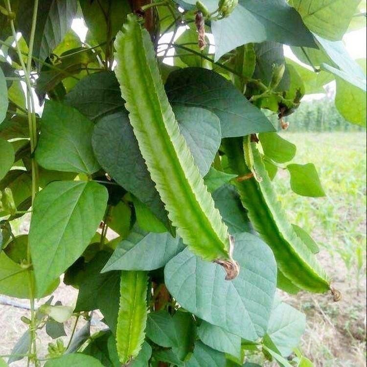Hybrid Long Sigarilyas (5 Seed)/Winged bean Seeds for planting/High ...