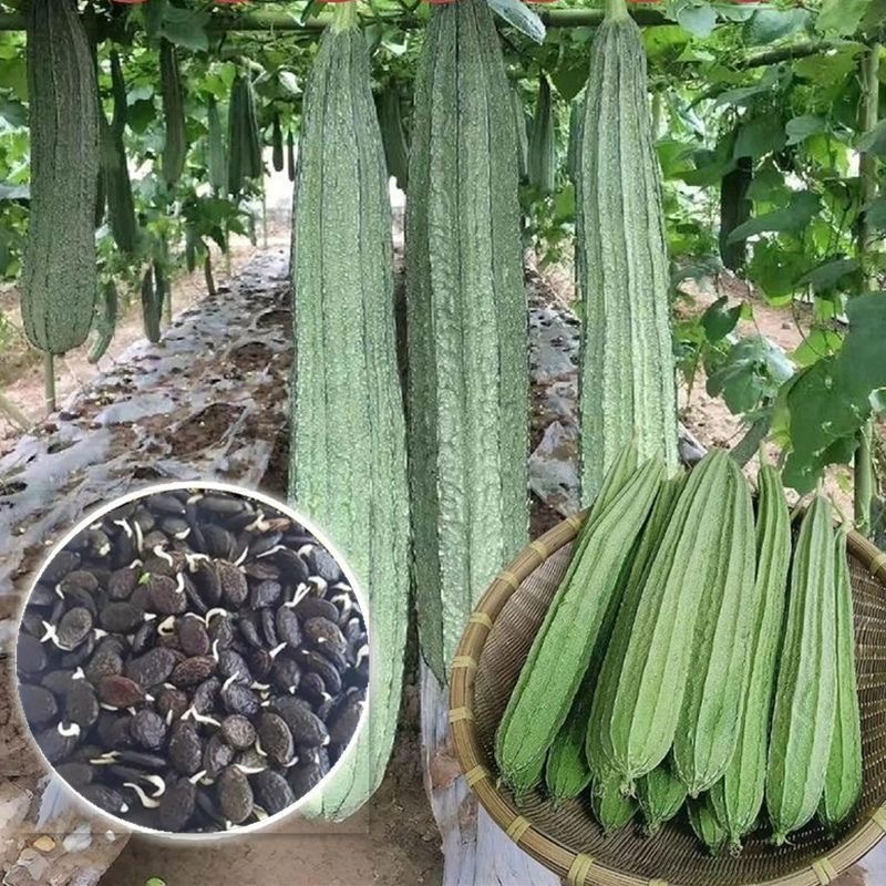 Hybrid Patola Tagalog Seeds for Planting - (20seed) Long Ridged Patola ...