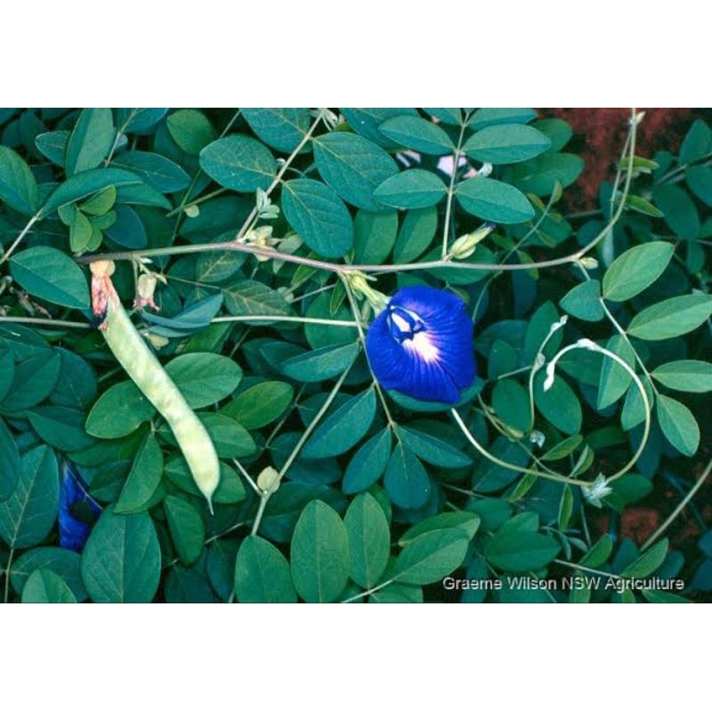 Blue butterfly pea "blue ternate" 15 seeds | Shopee Philippines