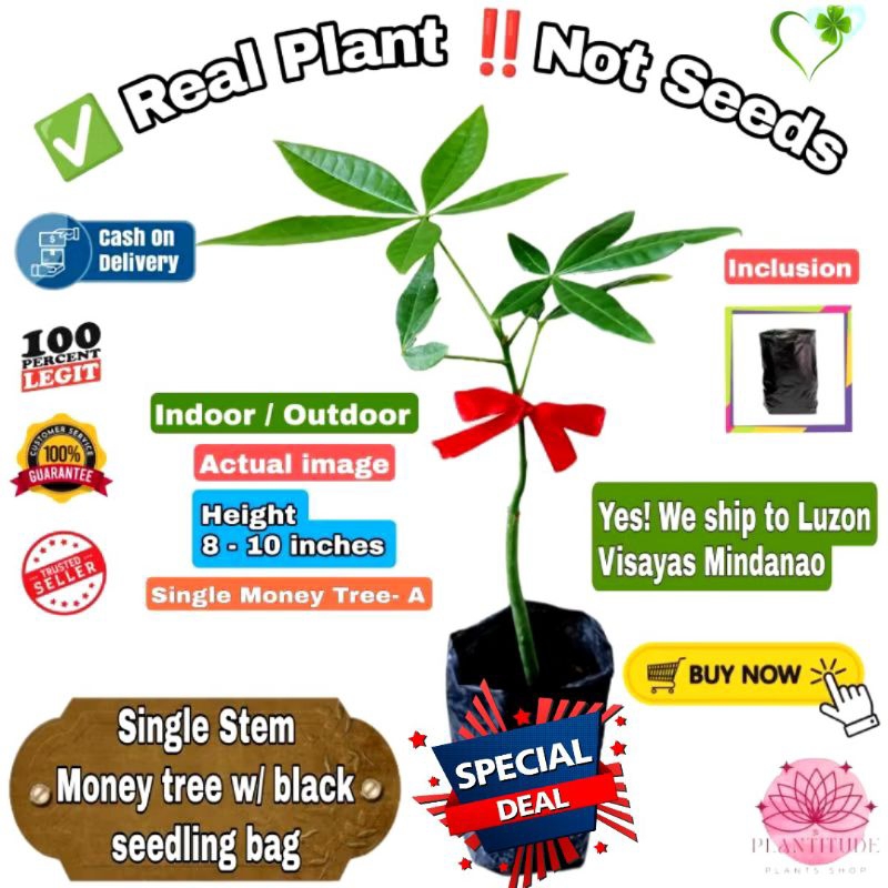 Money Tree Single Stem Seedling Live Plant Lucky Tree Pachira Aquatica ...
