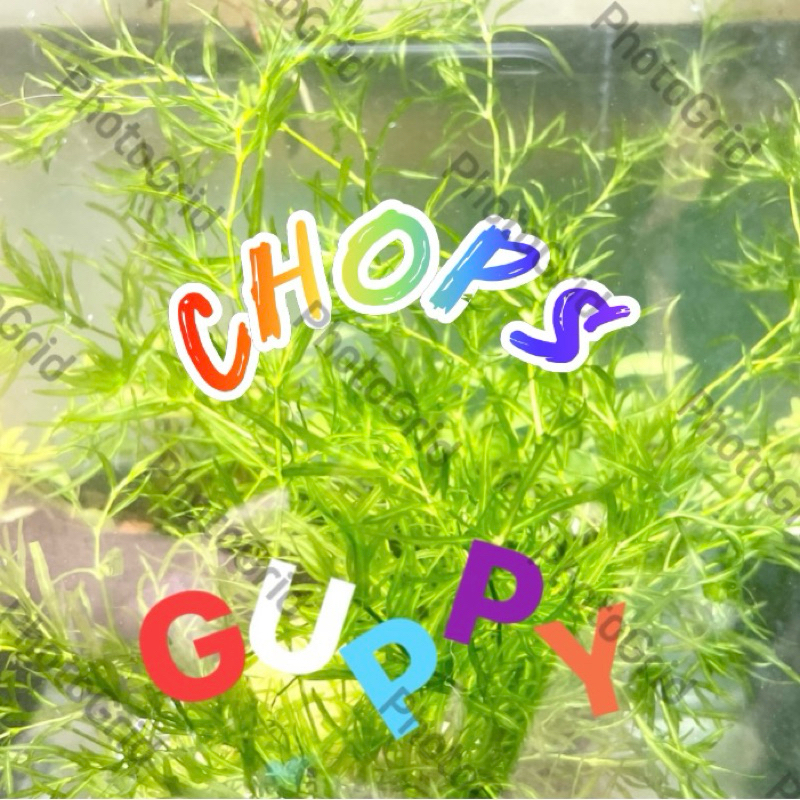 Random Guppy Chops for your Community Tank | Shopee Philippines
