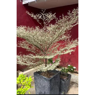 african talisay plants - Best Prices and Online Promos - Oct 2025 ...