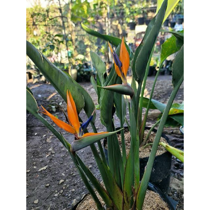 True Birds of Paradise | Live Plant | Shopee Philippines