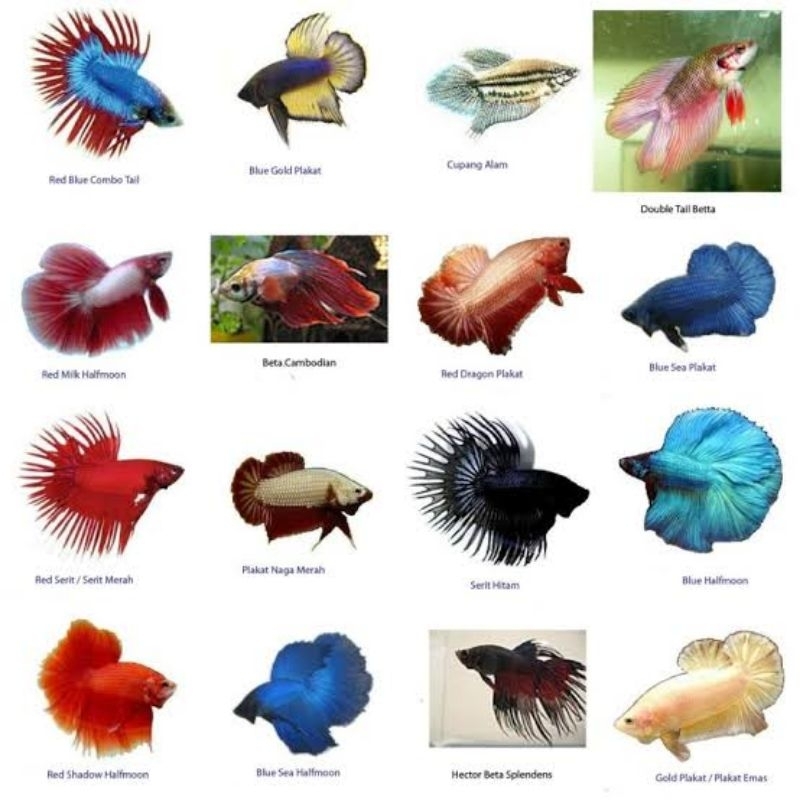 BETTA FISH color enhancer (RANDOM betta) | Shopee Philippines