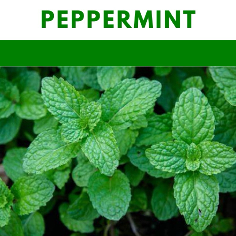 PEPPERMINT seeds herbs and spices repacked seeds gardening | Shopee ...