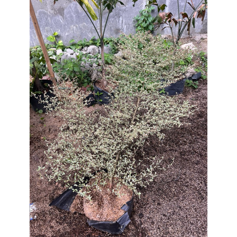 Variegated African Talisay | Live Plant | XL | Rooted Plant | Shopee ...