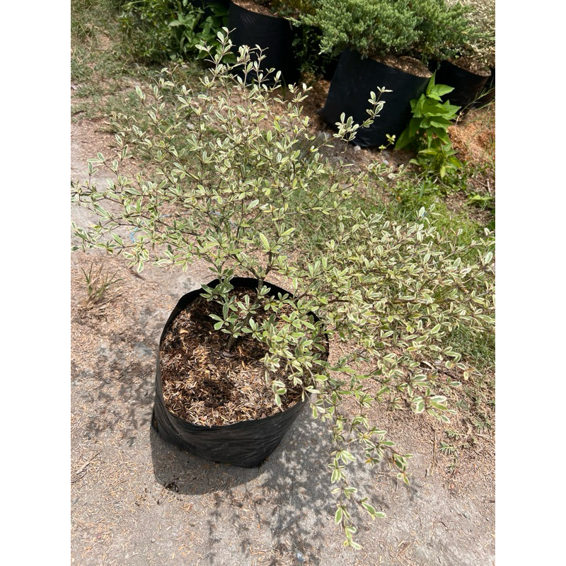 Variegated African Talisay | Live Plant | Medium | Rooted Plant ...