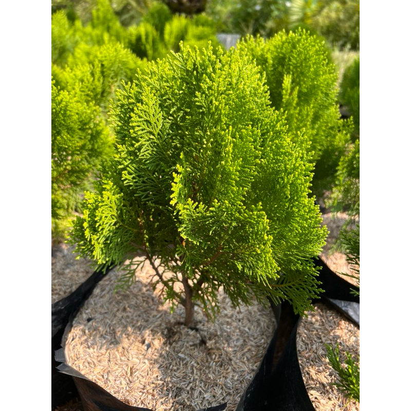 Fan Cypress Pine Live Plant | Shopee Philippines