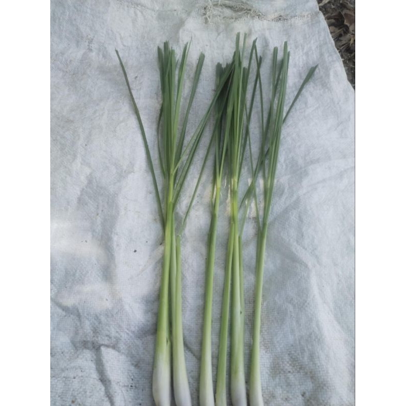 Lemon grass (tanglad) | Shopee Philippines