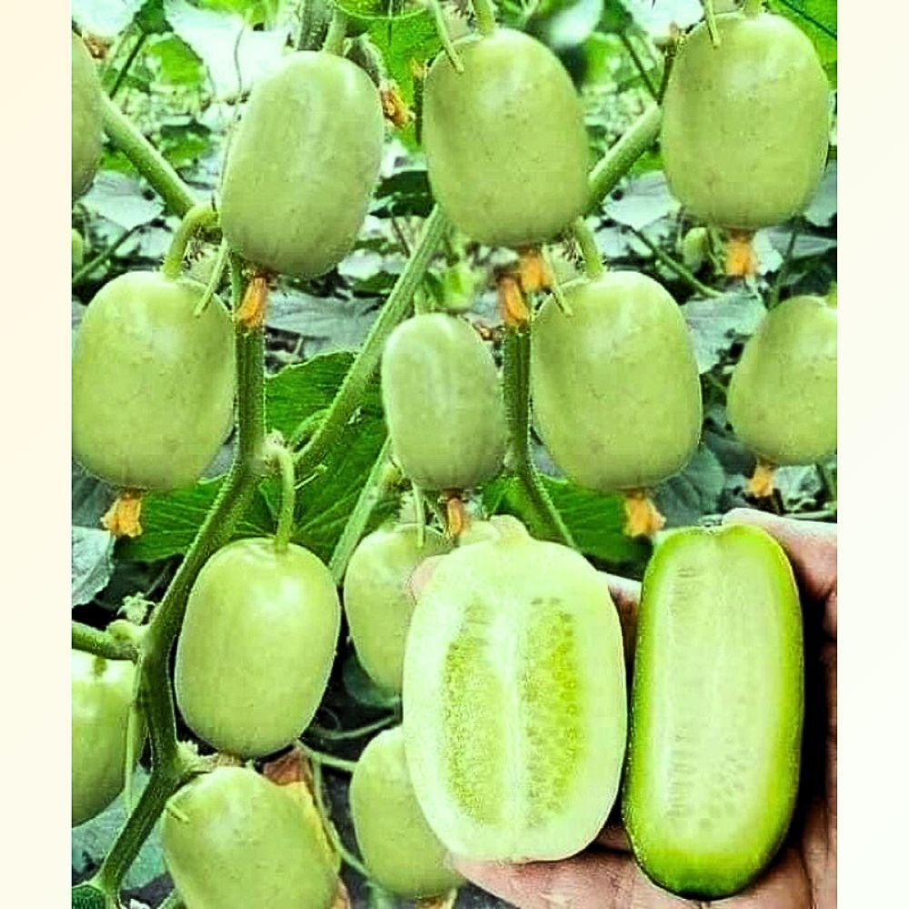 Jade Lady Cucumber Seeds, Vibrant, Smooth, high-yield cucumbers, Mini ...