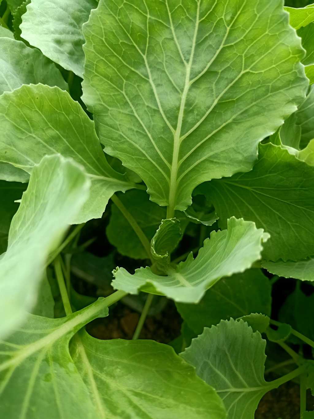 Repolyo Wonder Ball Seedlings | Shopee Philippines