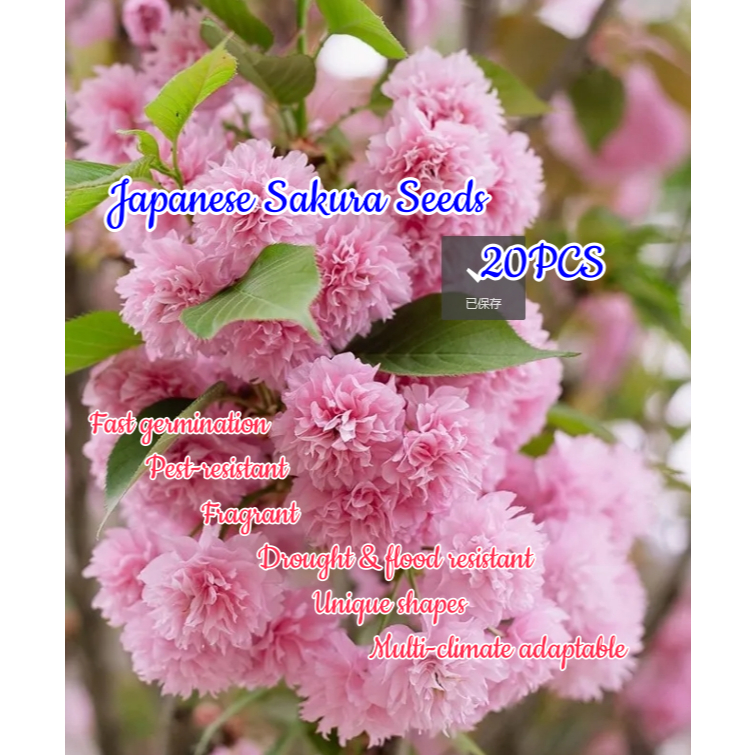 Japanese Blossom Sakura Seeds Bonsai 20pcs.Bonsai Sakura Tree Seeds ...