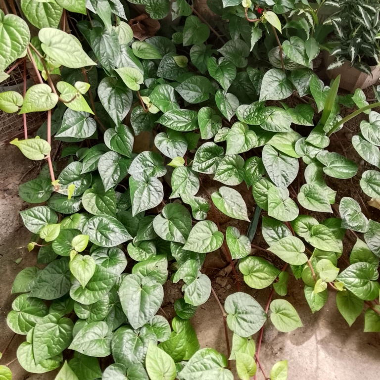Piper Betel Ikmo Buyo stem cuttings | Shopee Philippines