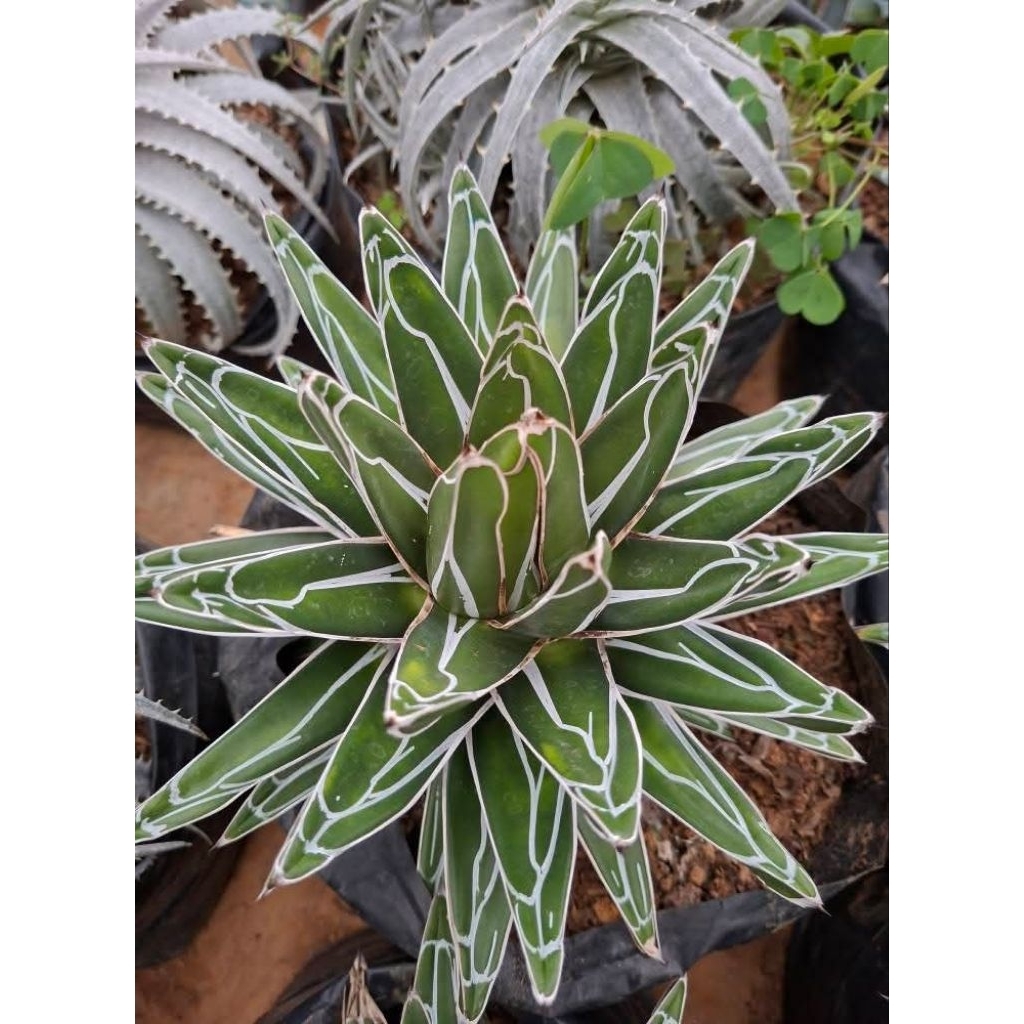 KING REGINAE AGAVE PLANT(BIG) | Shopee Philippines