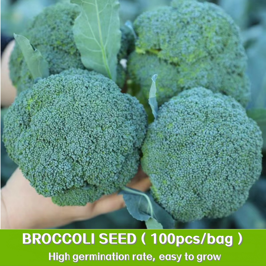 BROCCOLI SEEDS - (150seeds）Broccoli Vegetable Seeds Broccoli ...