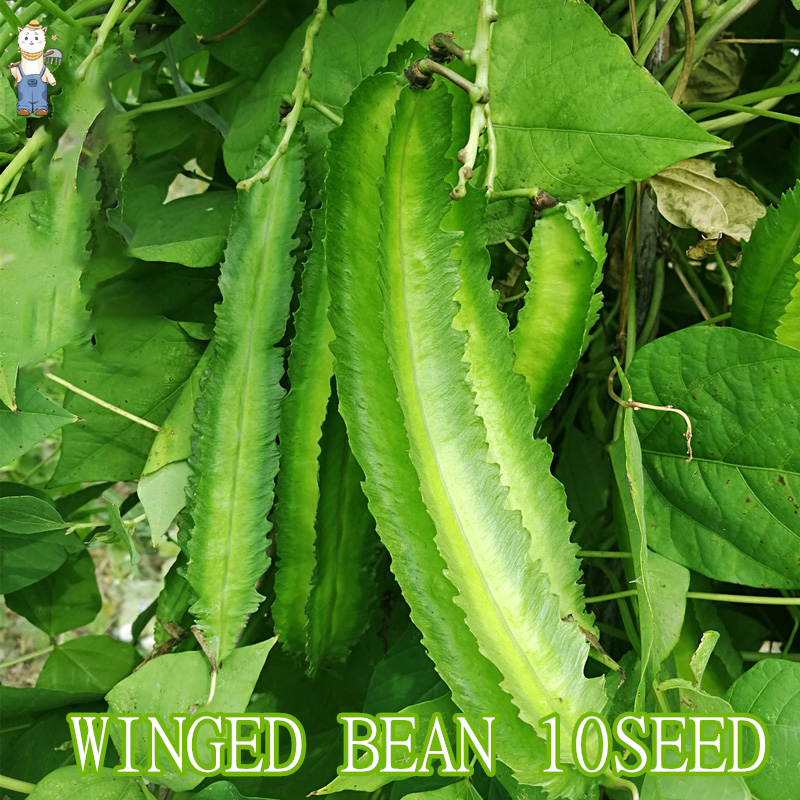 WINGED BEAN SEEDS - (5seeds/pack) SIGARILYAS SEEDS / KALAMISMIS SEEDS ...